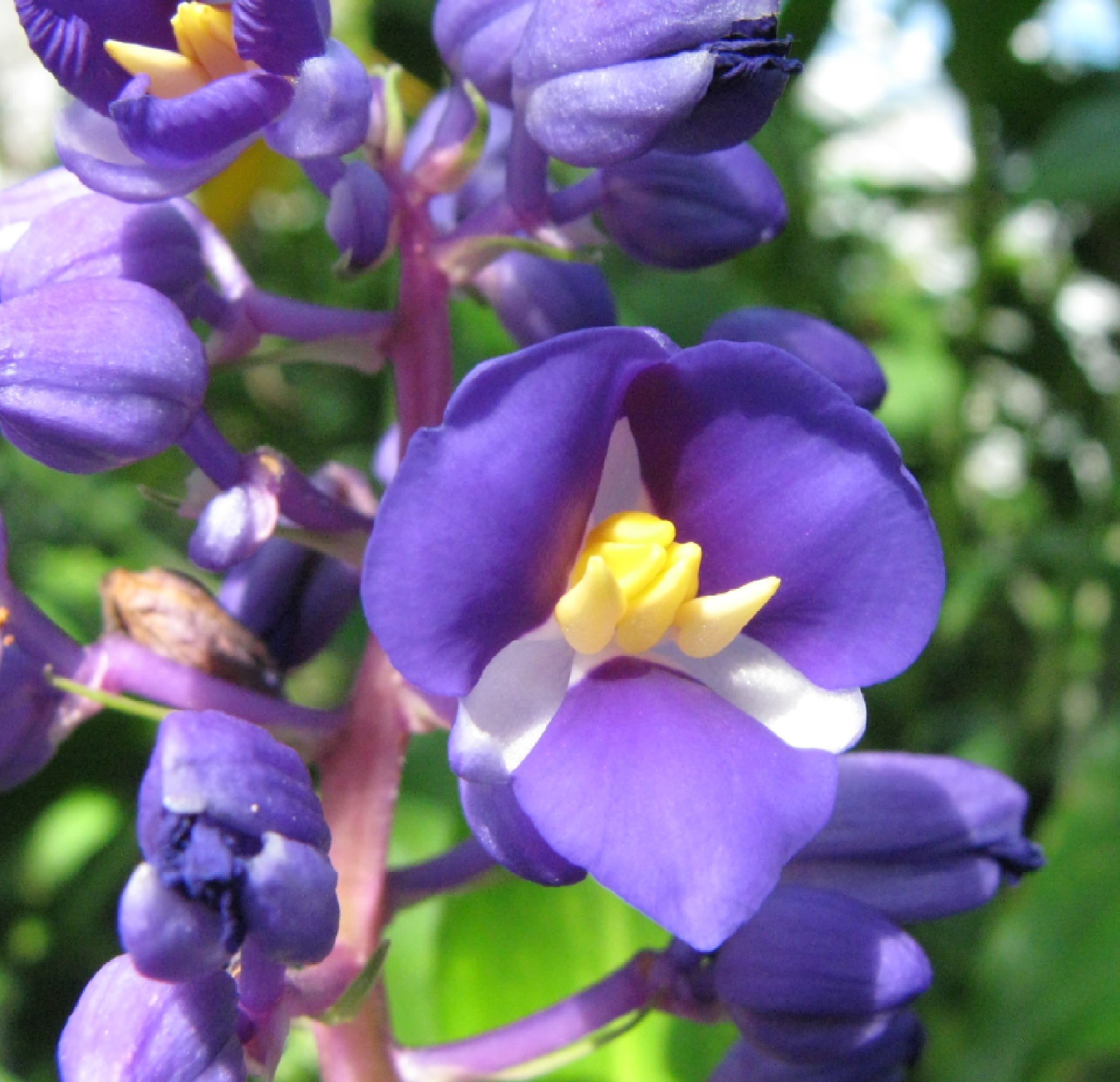 Blue Ginger Dichorisandra Thyrsiflora Flower Plant Bulb Root 1 Pack (2 ...