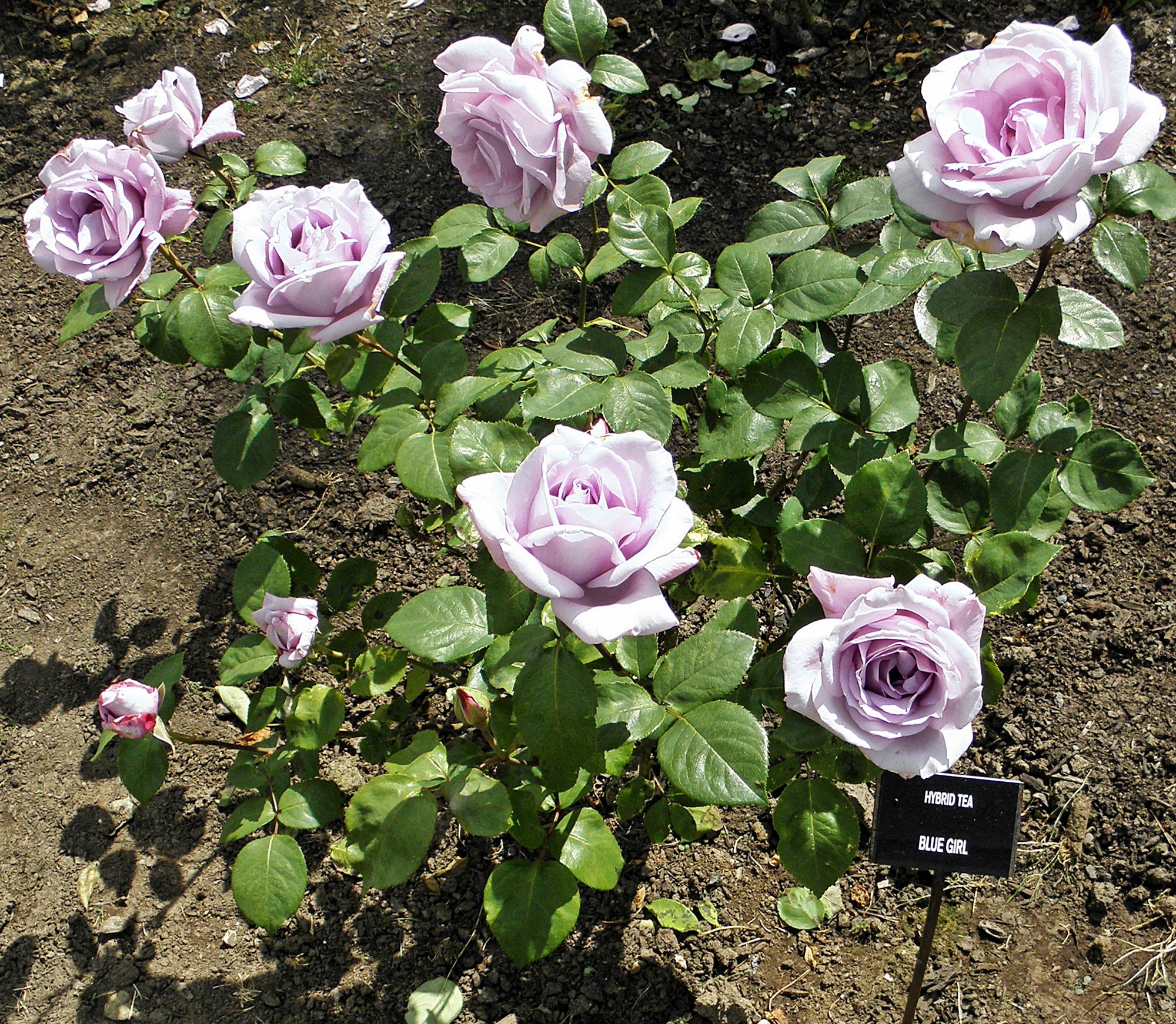 Walmart's Fragrant Blue Girl Hybrid Tea Rose Bush - Live Plant with ...