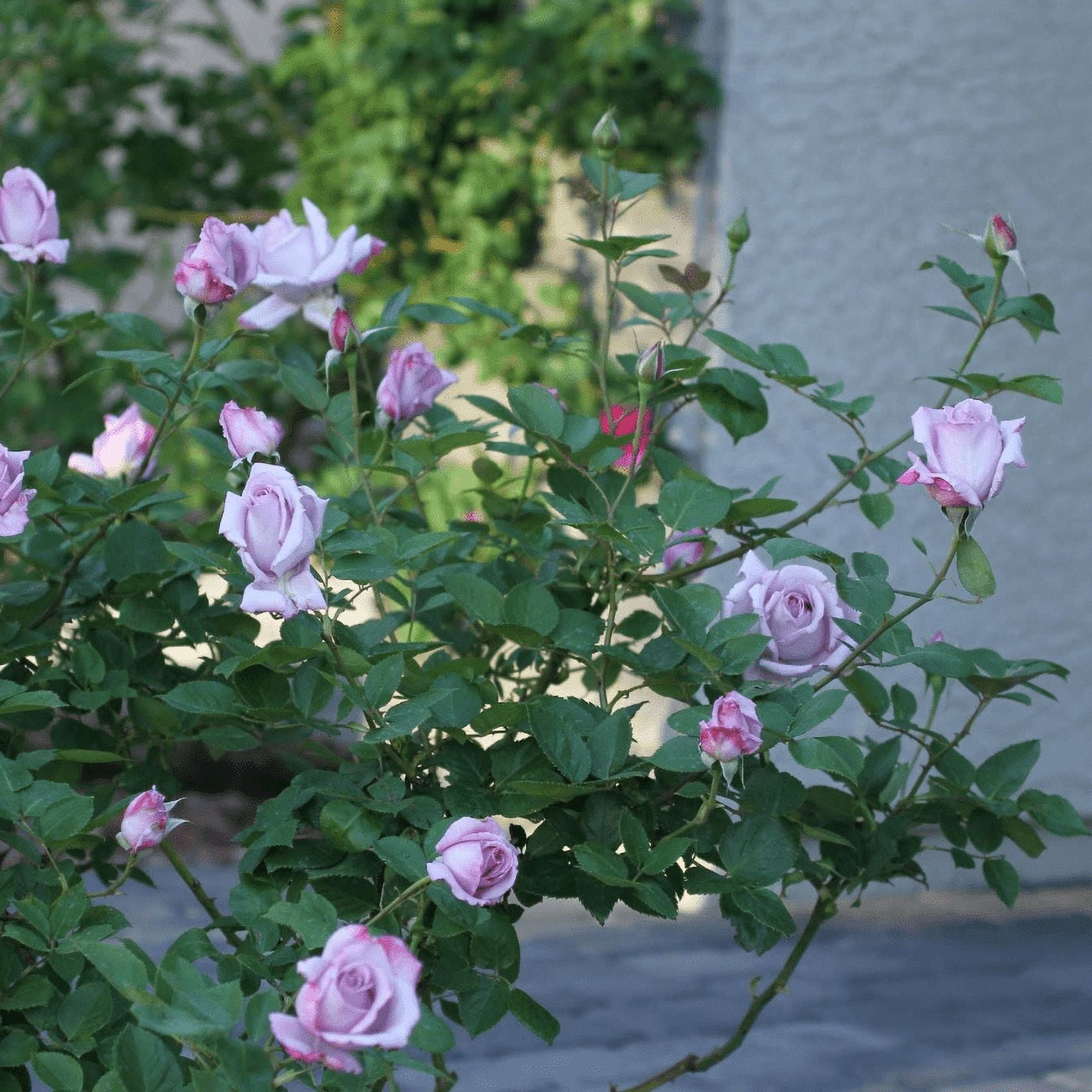 Blue Girl Rose Live Plant Lavender-Blue Hybrid Tea Roses Bush Double ...