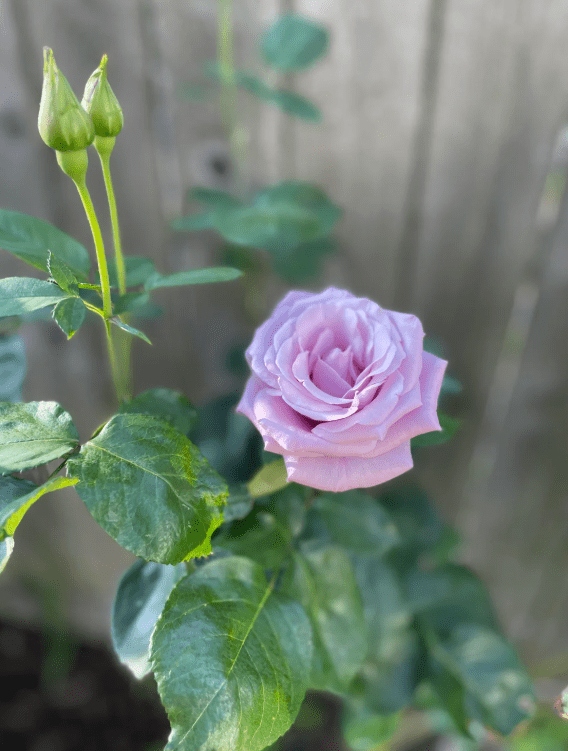 Blue Girl Rose Live Plant Lavender-Blue Hybrid Tea Roses Bush Double ...