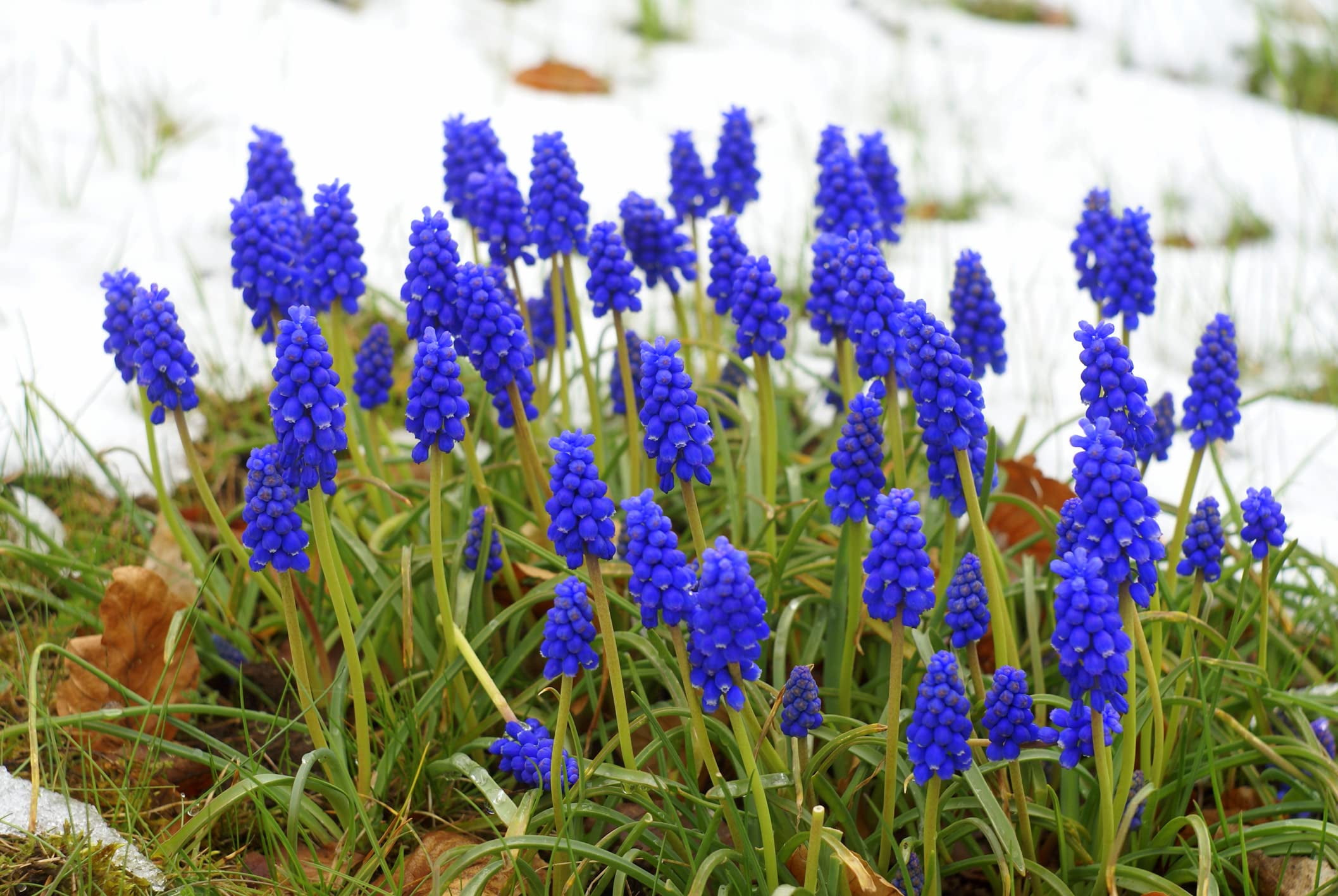 Blue Grape Hyacinth Muscari Bulbs for Planting - Easy to Grow (100 ...