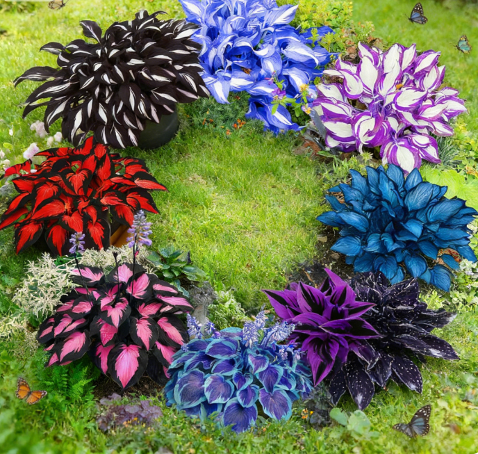 Blue-Green Hosta Plants Hosta Collection Bulbs Ornamental Hard-Simple ...
