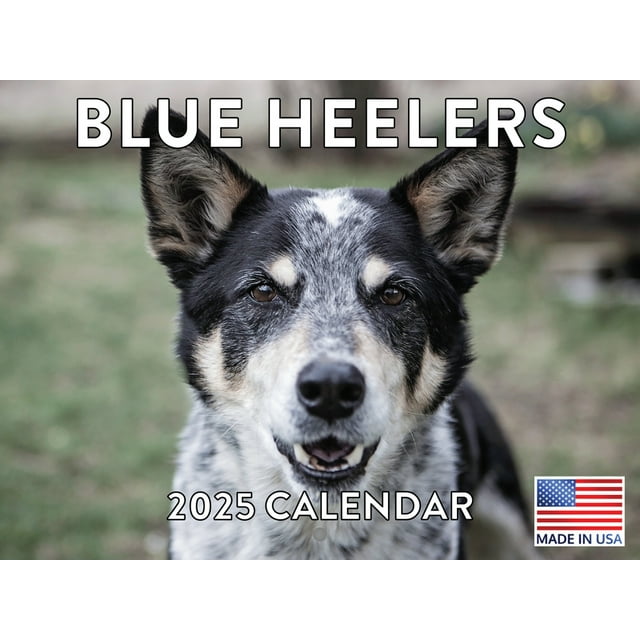 Blue Heeler Calendar 2025 Monthly Wall Calender 12 Month | American ...