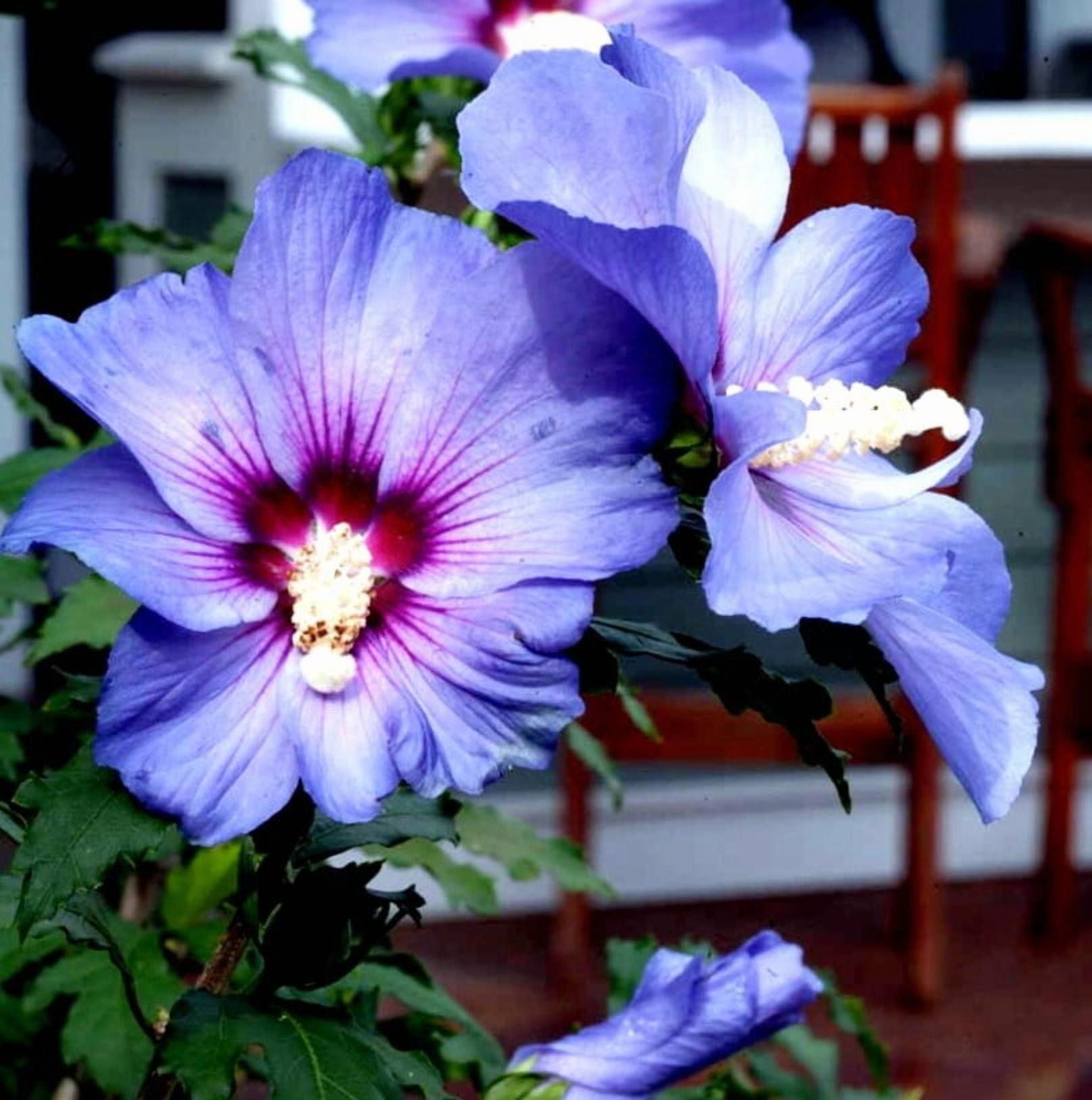Blue Hibiscus Start Live Plant 5-7" Tall Seedling Plant Blue Hibiscus ...