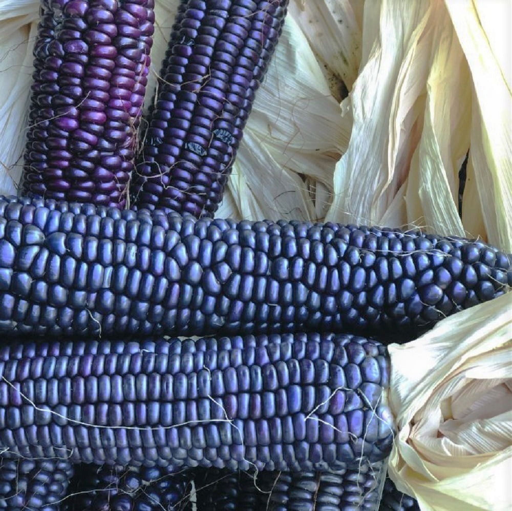 Blue Hopi Corn Seeds - 100 Count Seed Pack - A Royal Blue Colored ...