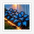 Blue Hostas for Planting (Non-Artificial), Rare & Beautiful, Beginner ...
