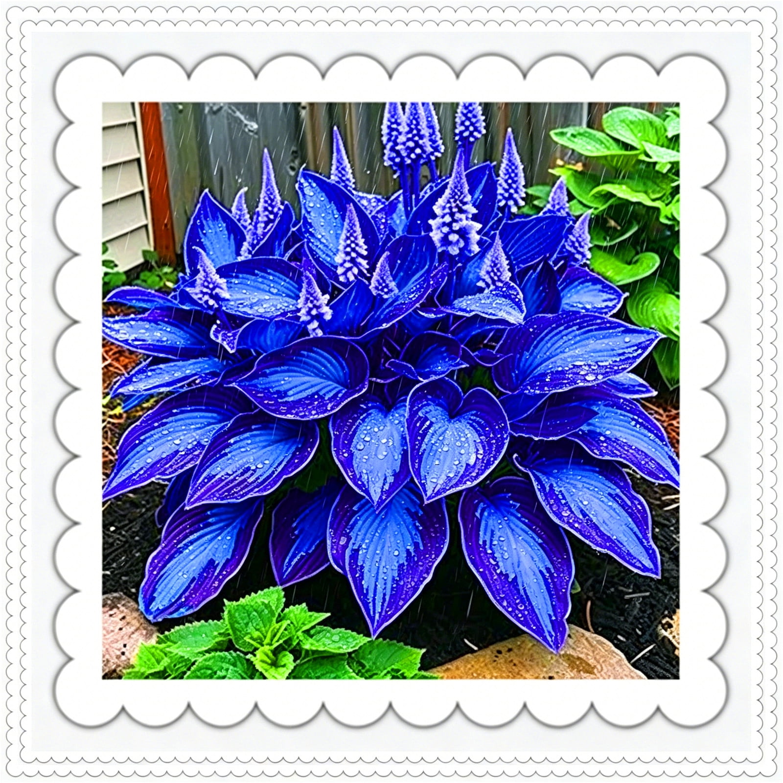 Blue Hostas for Planting (Non-Artificial), Rare & Beautiful, Easy to ...