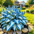 Blue Hostas for Planting (Non-Artificial), Rare & Beautiful, Fast ...