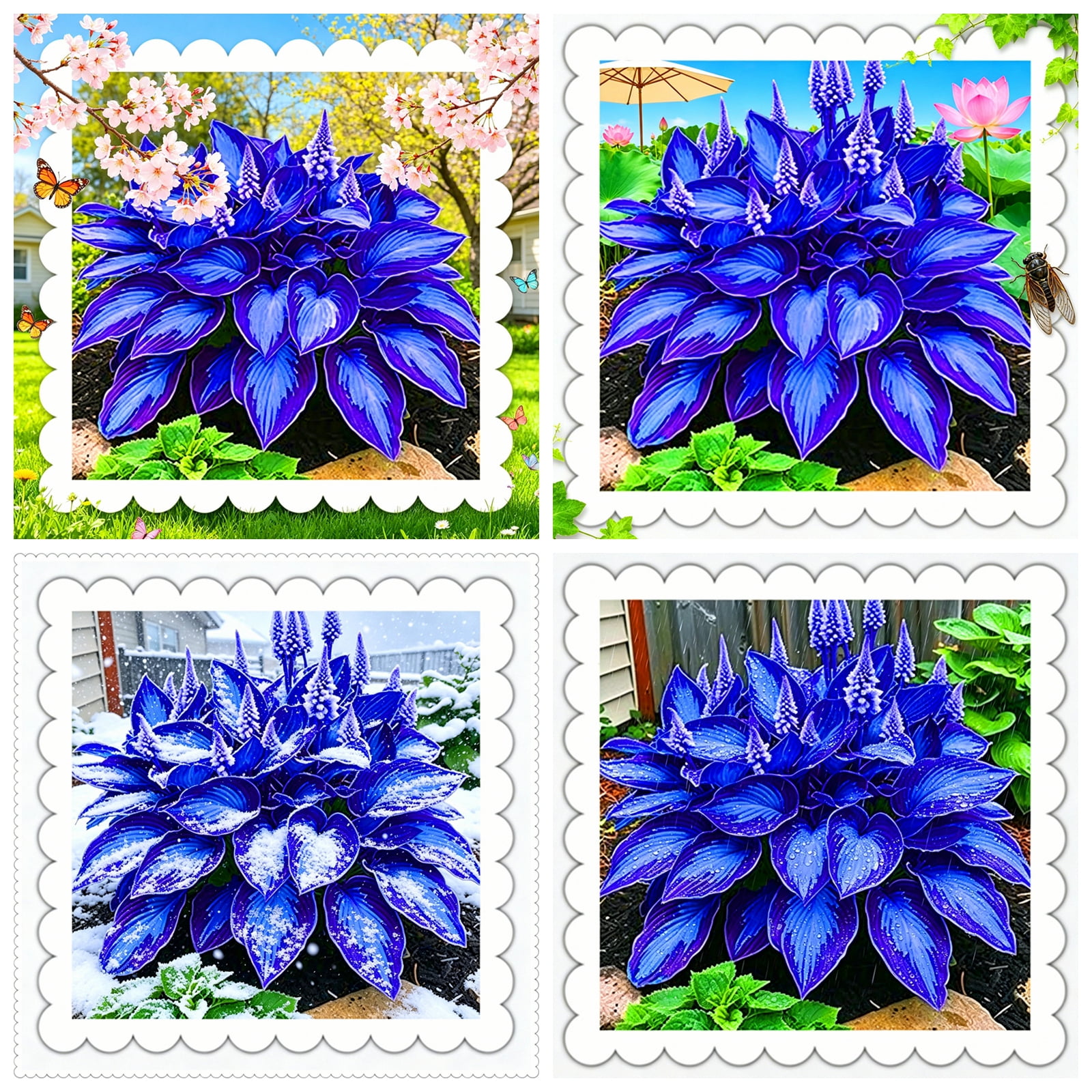 Blue Hostas for Planting (Non-Artificial), Easy Grow, Fast Growing ...