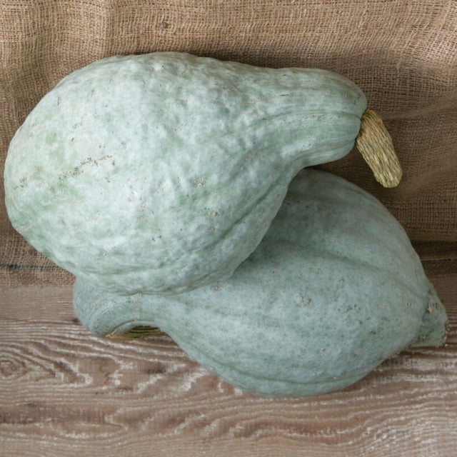 Blue Hubbard Heirloom Winter Squash Seeds - Walmart Business Supplies