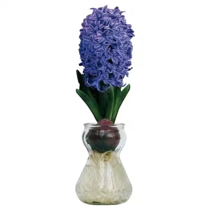 Blue Hyacinth Bulb and Forcing Vase - Ready to Grow Indoor Hyacinth ...