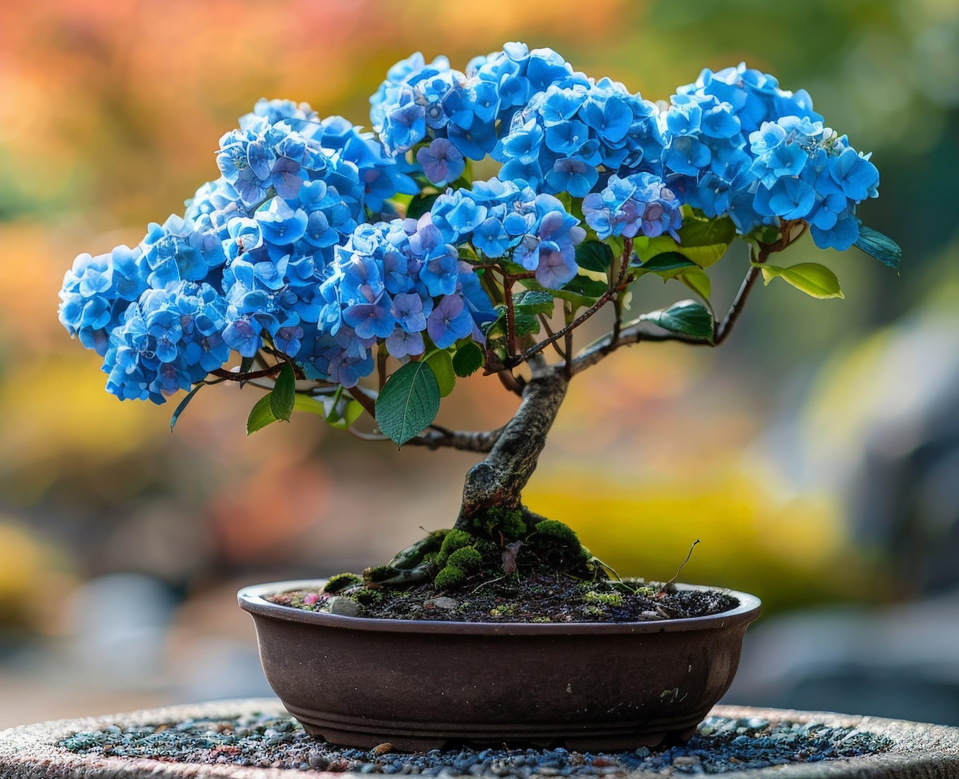 Blue Hydrangea Bonsai Tree Seedling for Planting - 1 Year Old Well ...