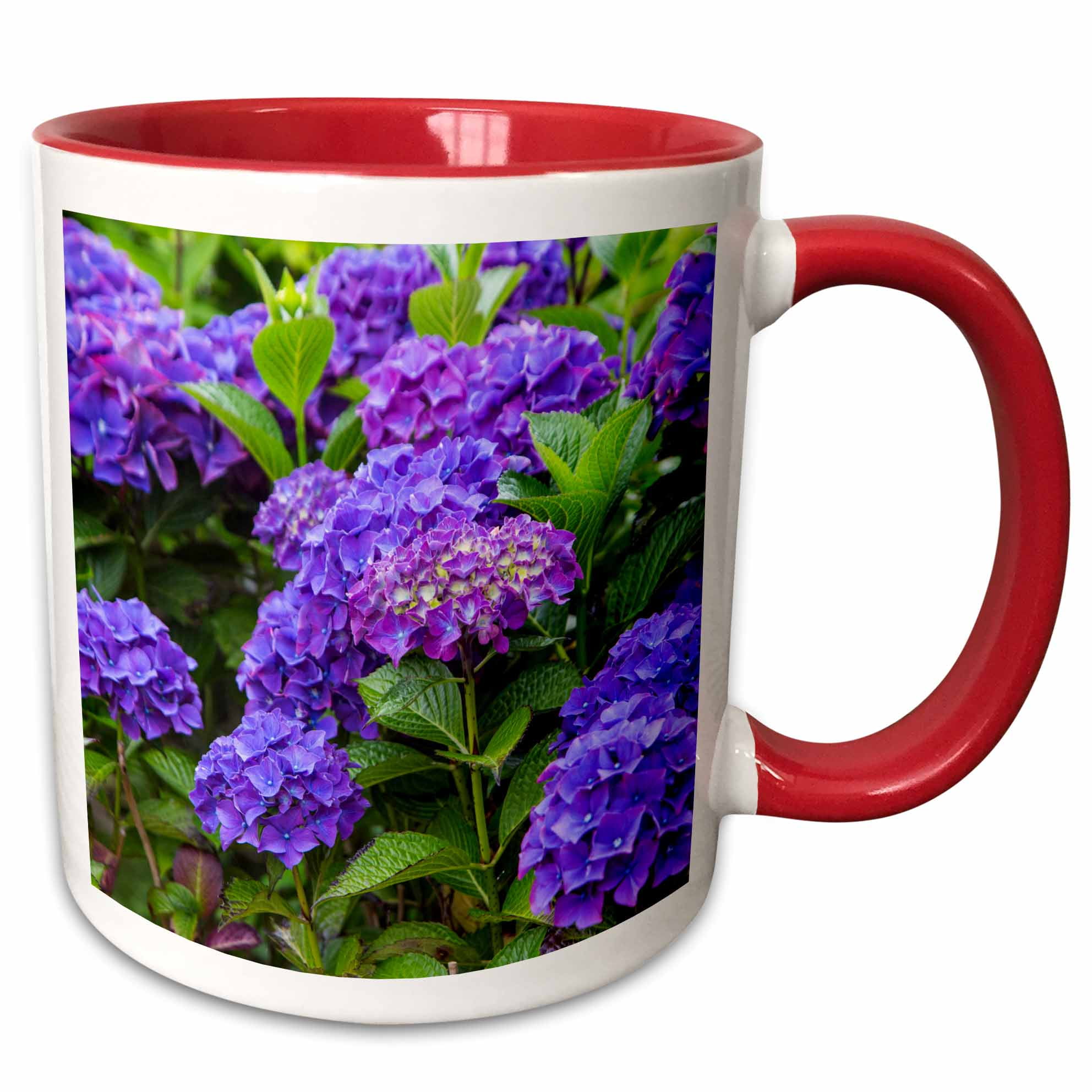 3drose, Blue Hydrangea Flowers in Gardens of Cannon Beach, Oregon, 11oz ...