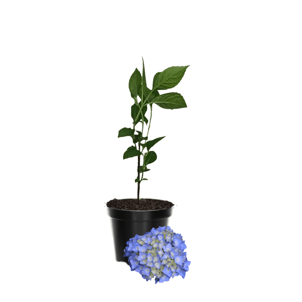 Blue Hydrangea Live Plant, Dormant Tree 8 to 10 Inches Tall in Quart ...