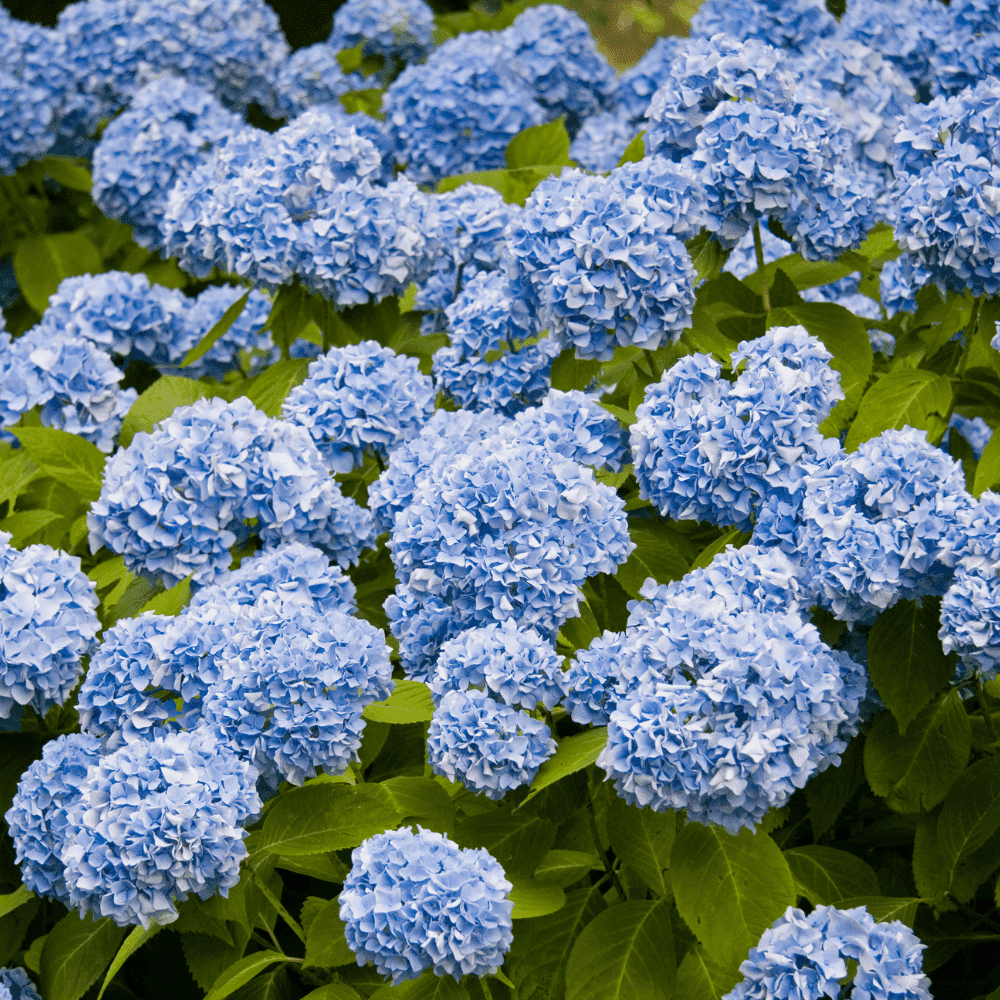 Blue Hydrangea Plant Live, Hydrangea Bush Shrub for Planting, Dormant ...