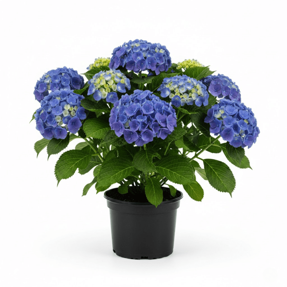 Blue Hydrangea Plant Live, Hydrangea Plant, 2.5 Inches Pot, Blue Blooms ...