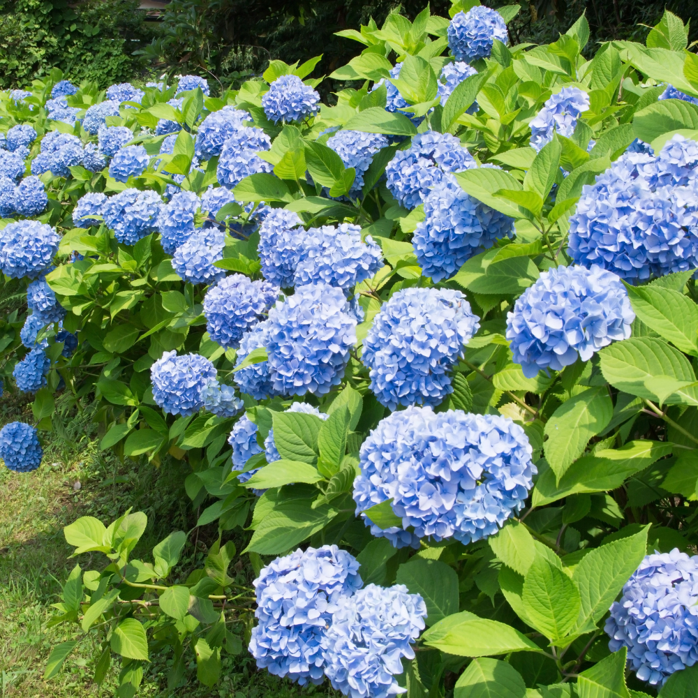 Blue Hydrangea Plant Live, Hydrangea Shrubs Live Plants, Blue Flower ...