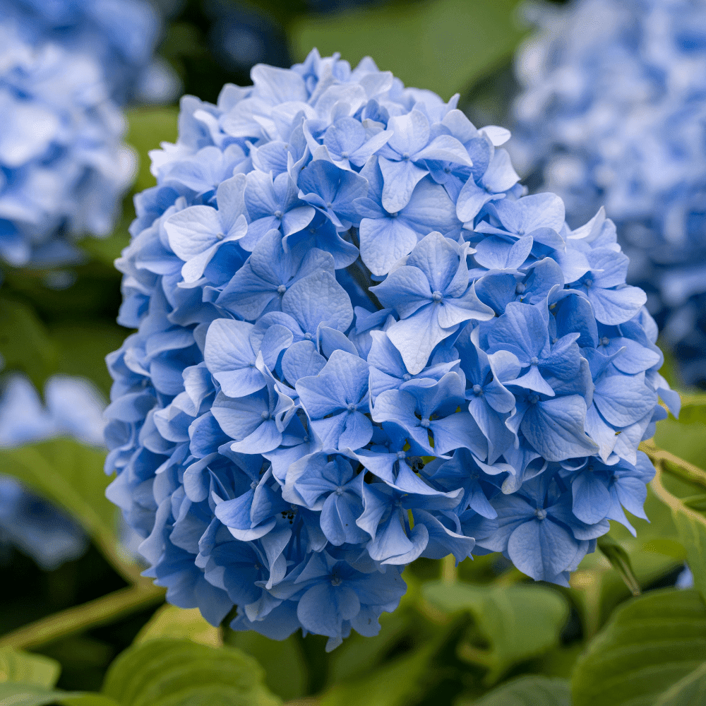 Blue Hydrangea Plant for Outdoor Growing, 3 - 5 inches Tall, Bigleaf ...
