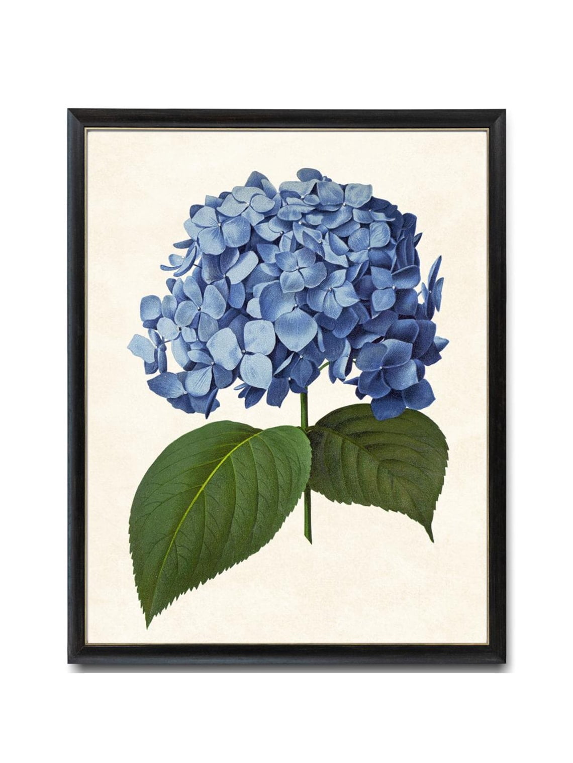 Blue Hydrangea Vintage Illustration, Unframed Paper Poster 11x14in ...