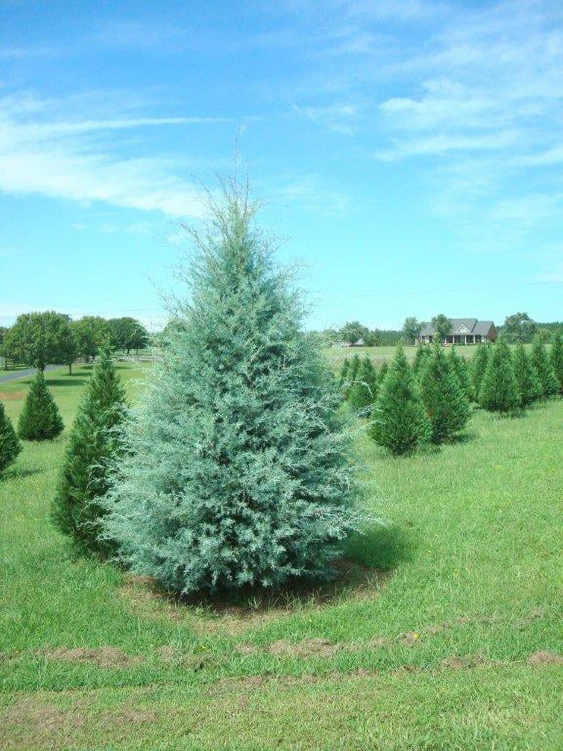 Blue Ice Arizona Cypress- Live Christmas Tree 5 Gallon - Walmart ...