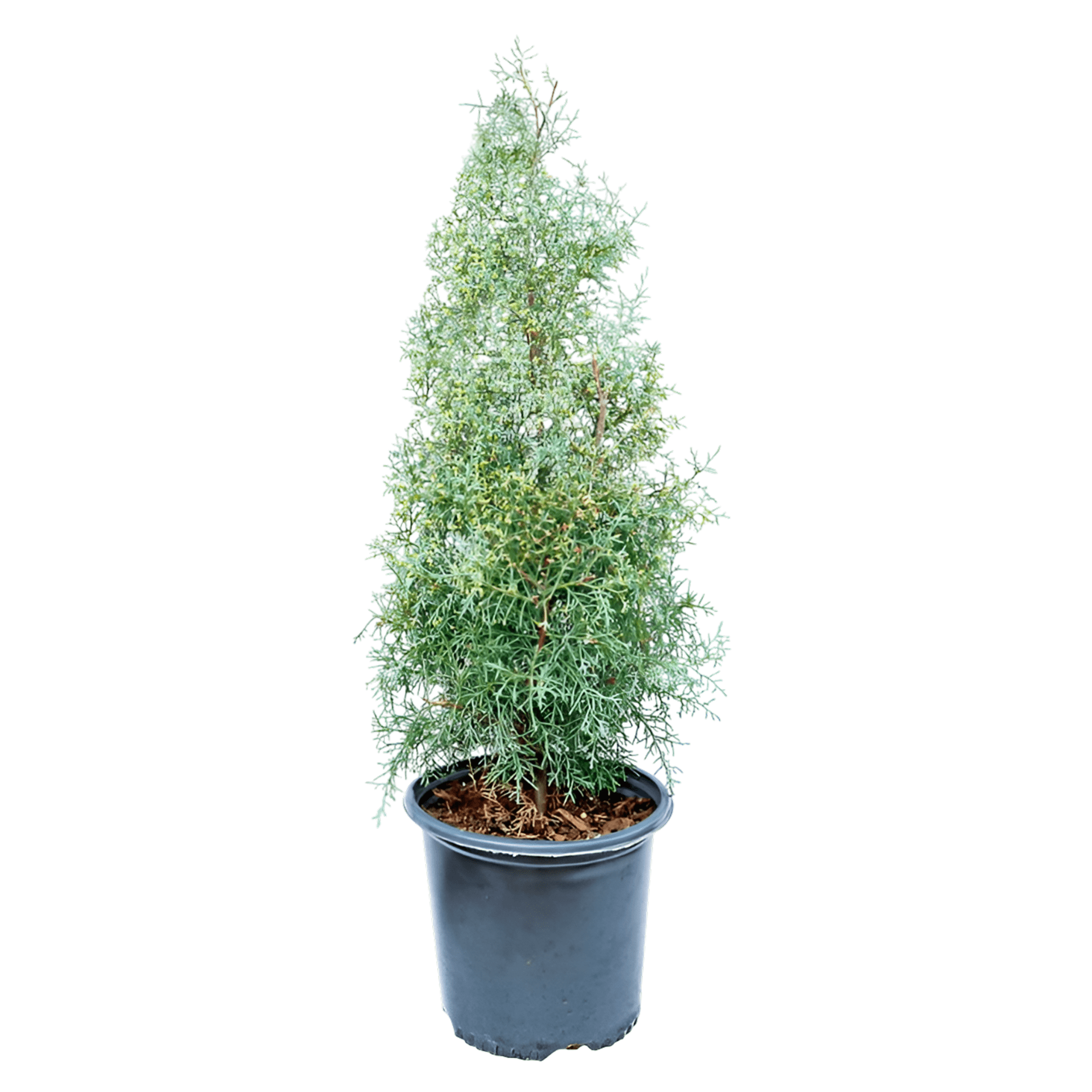 Blue Ice Arizona Cypress Tree – Silvery-Blue Evergreen Christmas Tree ...