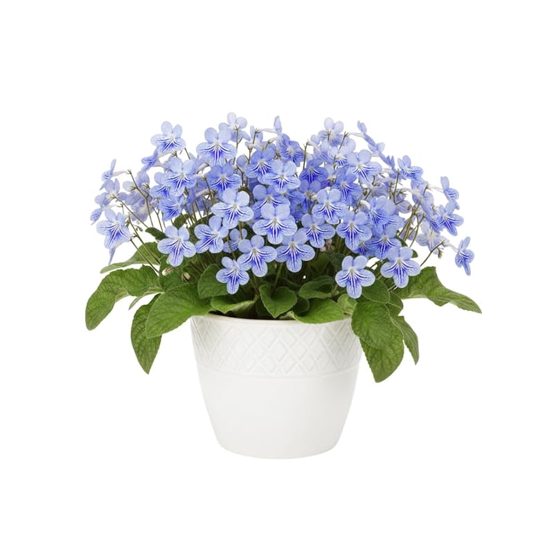 Blue Ice Streptocarpus Plant Live, Ladyslipper Primrose Flowering ...
