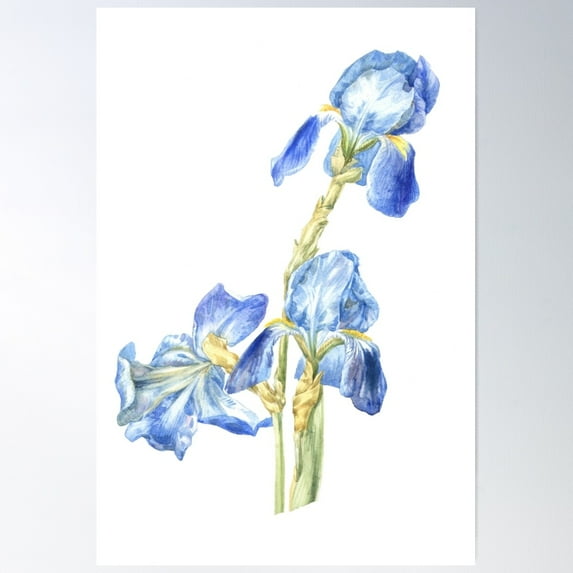 Blue Irises Poster Wall Art, Modern Wall Decor For Living Room Bedroom, 24x36 UNFRAMED - Walmart.com