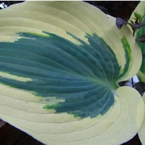 Blue Ivory Hosta - 4" Pot - Shade Perennial - Walmart.com