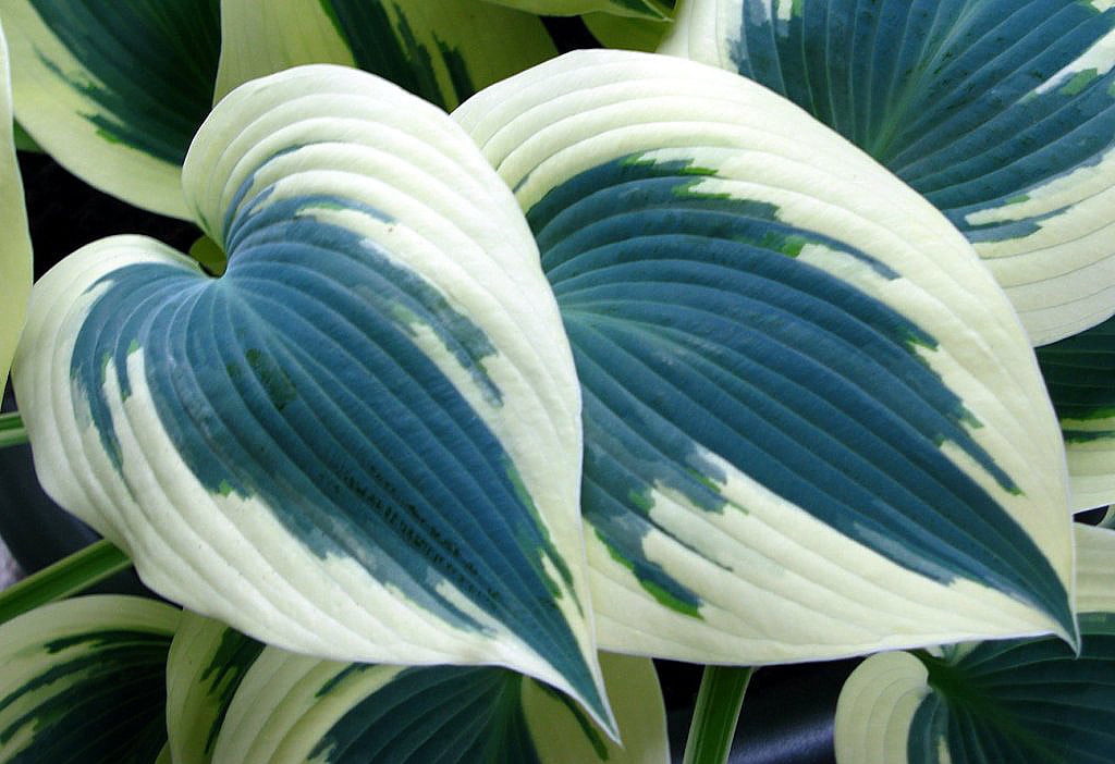 Blue Ivory Hosta - Extra Wide Blue/Cream/White Leaves - Quart Pot ...