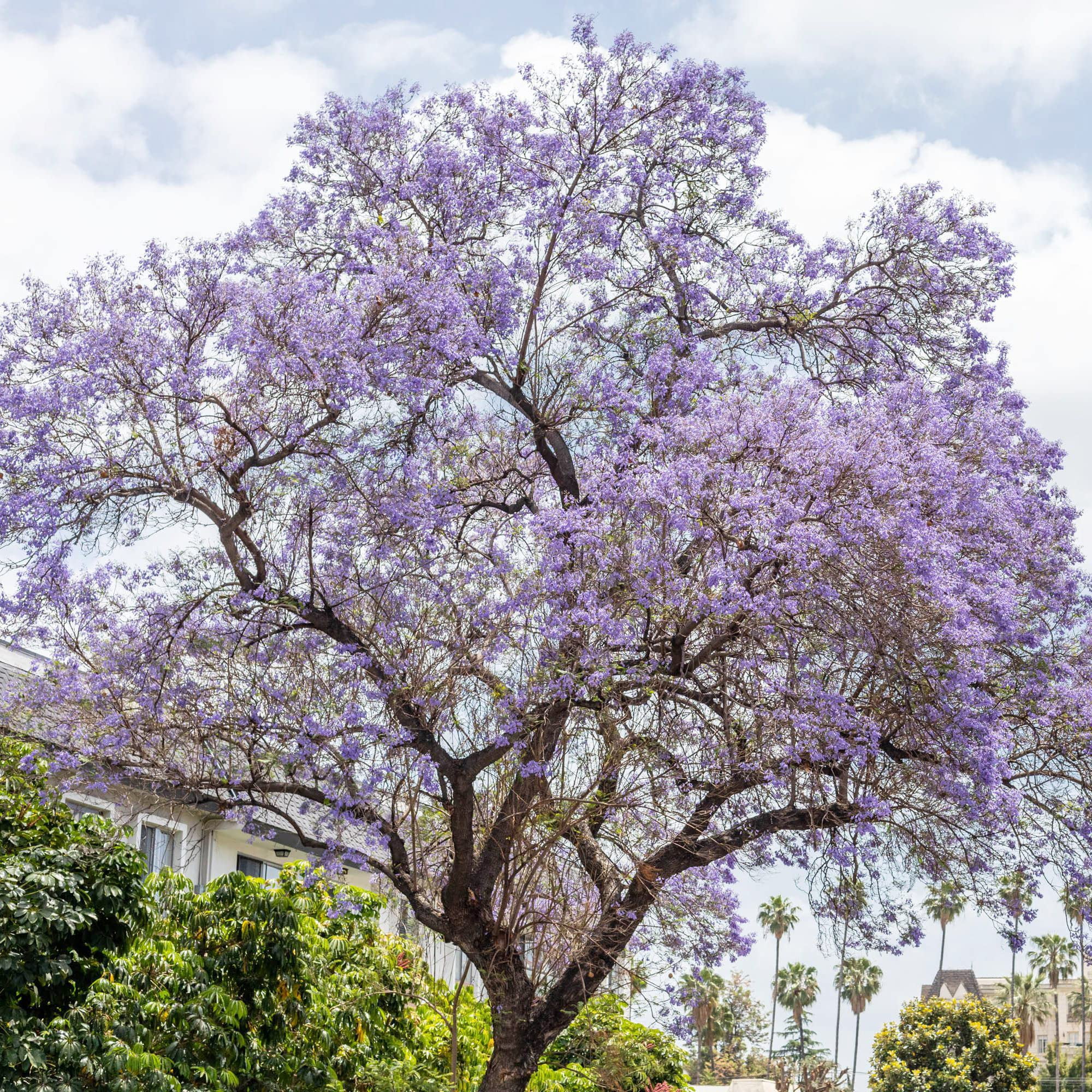 Blue Jacaranda Seeds SCH4 Jacaranda Mimosifolia Long Live GMO Free Attracts Butterflies Backyard ...