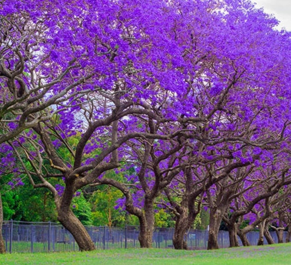 Blue Jacaranda Tree Live Plant 4 to 6" Tall in a 4’’ pot - Jacaranda Mimosifolia Plant - Flowers ...
