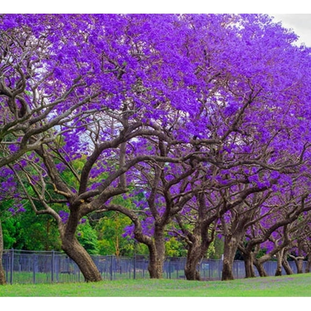 Blue Jacaranda Tree Live Plant 4 to 6" Tall in a 4’’ pot - Jacaranda ...