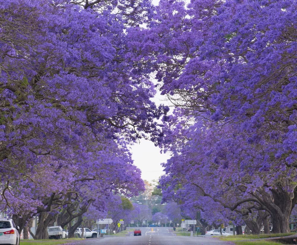 Easy to Grow Blue Jacaranda Tree Seeds (100 Seeds) - Rare Blue Flowering Plant - Walmart.com