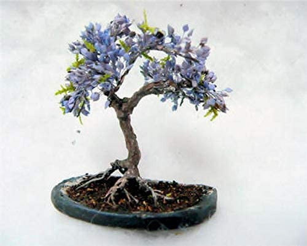 Blue Jacaranda Bonsai From Seed