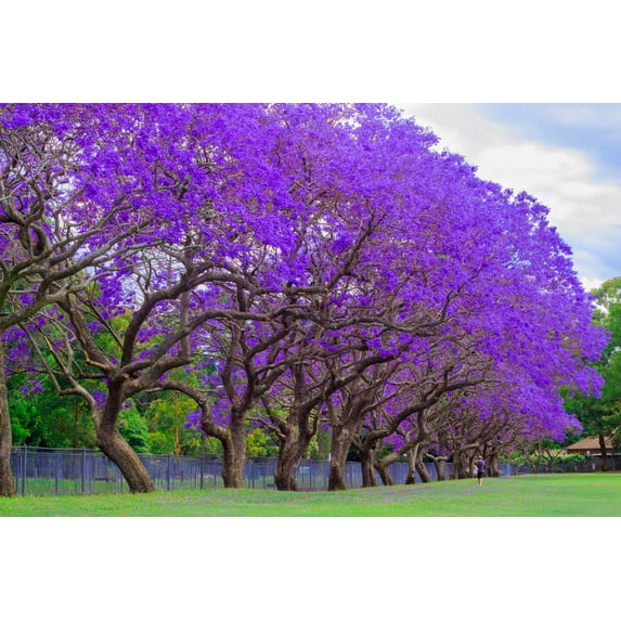Blue Jacaranda Tree Seeds - 25 Seeds - Exotic Tree - Walmart.com