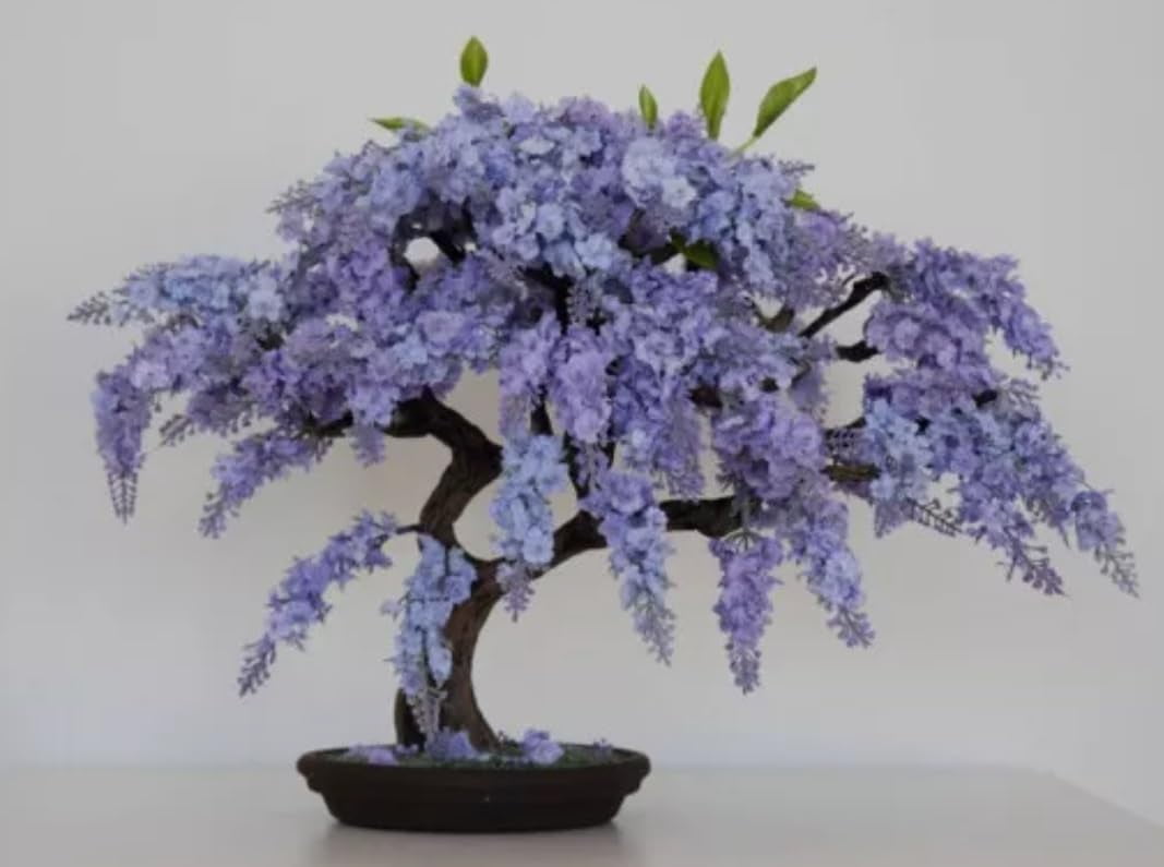 Blue Jacaranda Tree Seeds (30 Pack) - Excellent Bonsai Specimen ...