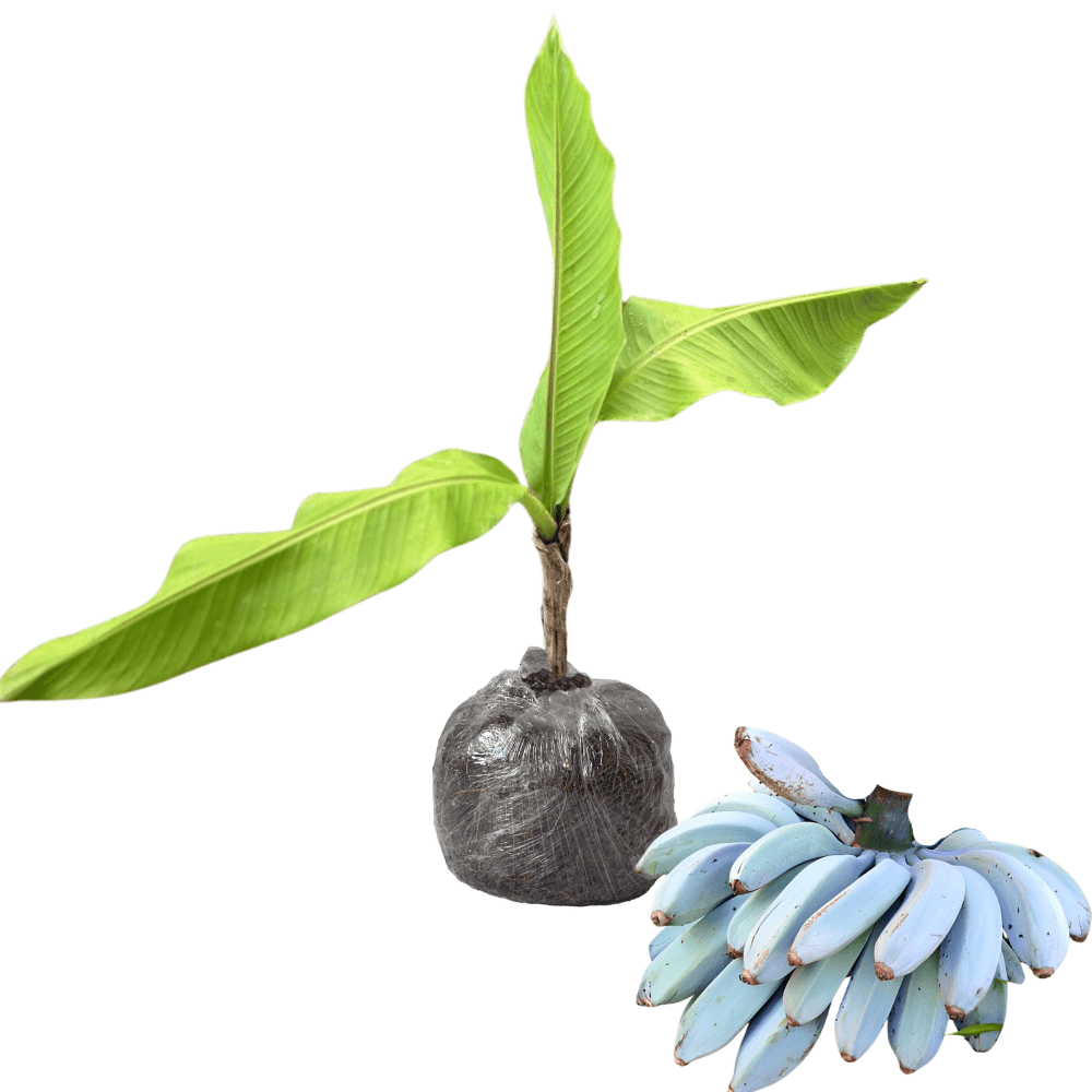 Blue Java Banana Tree - Ice Cream Banana Plant - Live Starter Fruit ...