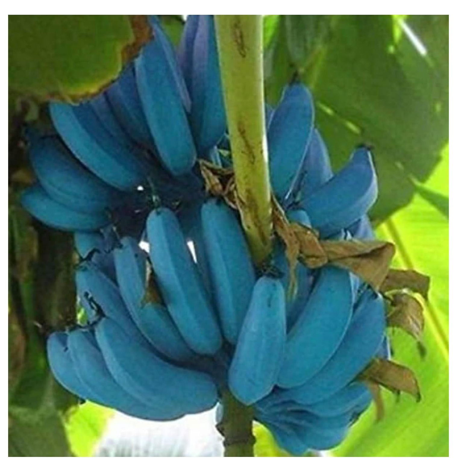 Blue Java Banana Tree - Ice Cream Banana Plant - Live Starter Fruit ...