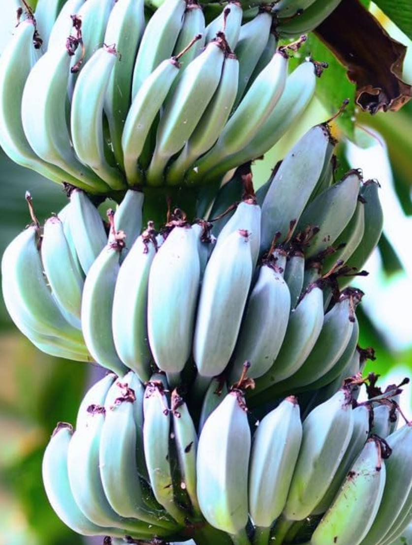 Blue Java Icecream Banana Plant, 4inch pot, 1 count - Walmart.com