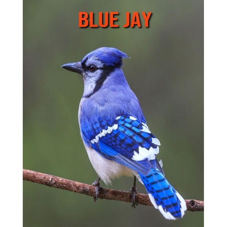 Funny Blue Jays