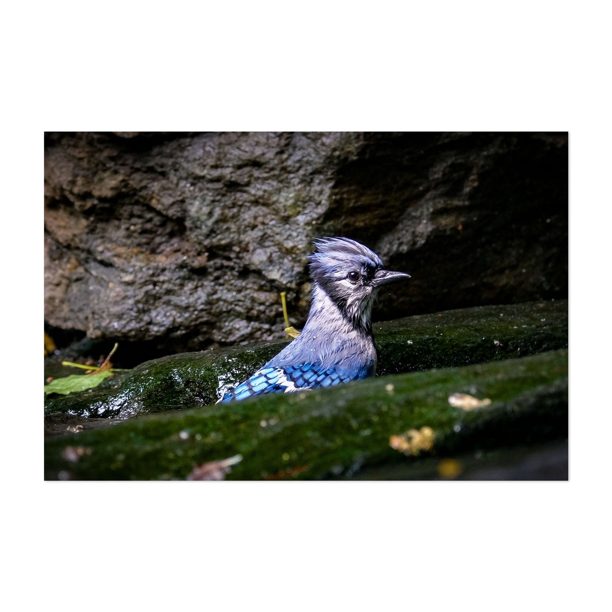 Blue Jay Bath - Manhattan New York Photography Bird Wildlife Nature ...