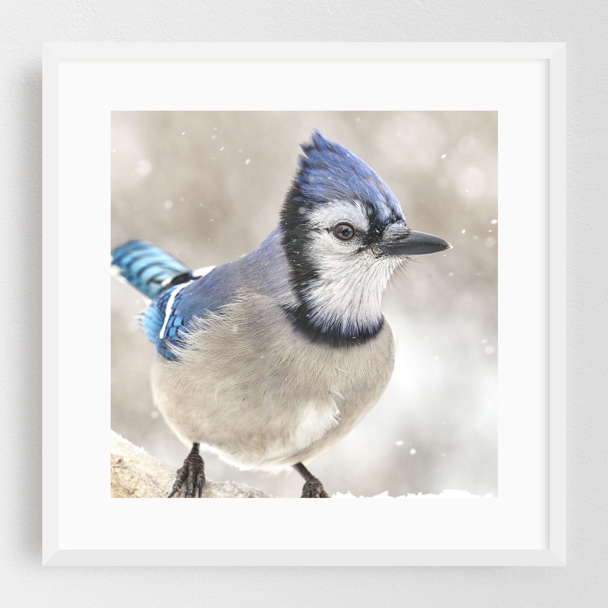 Blue Jay In A Snow Storm - Photography Bird Wildlife Winter Nature Snow ...