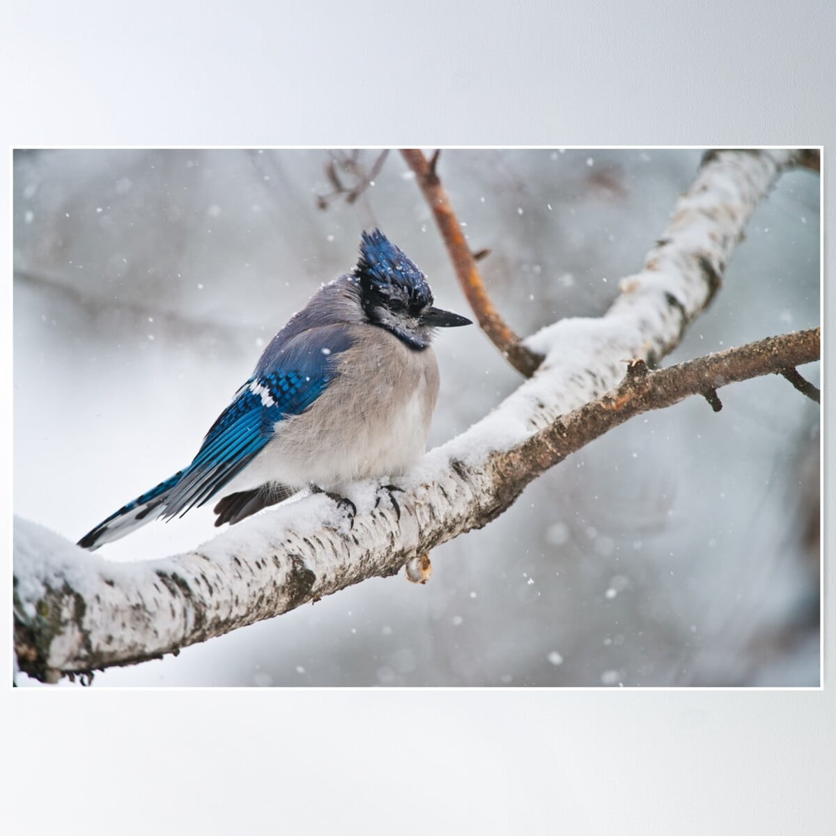 Blue Jay In Winter Poster Wall Art, Modern Wall Decor For Living Room ...