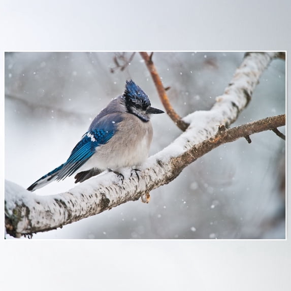 Blue Jay In Winter Poster Wall Art, UNFRAMED PAPER POSTER, Home Decor ...