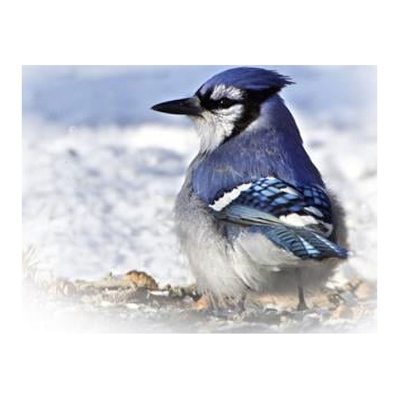 Blue Jay Poster Print by Richard Wear, 11 x 17 - Walmart.com