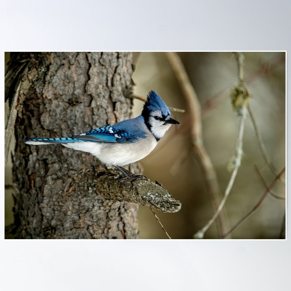 Blue Jay Poster Wall Art, Modern Wall Decor For Living Room Bedroom ...