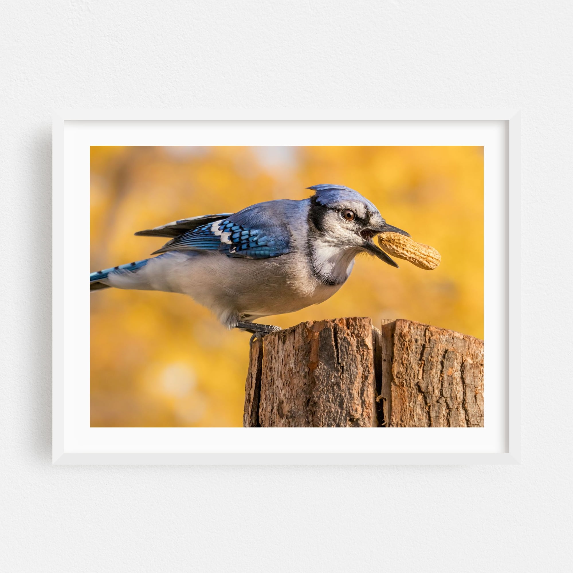 Blue Jay grabbing a peanut - Photography Bird Wildlife Nature Animal Autumn Woodland Scenic ...