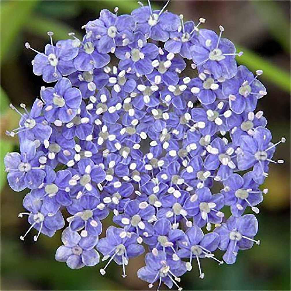 Blue Lace Flower Seeds - 200 Seeds MHD1- Didiscus Caeruleus - Similar ...