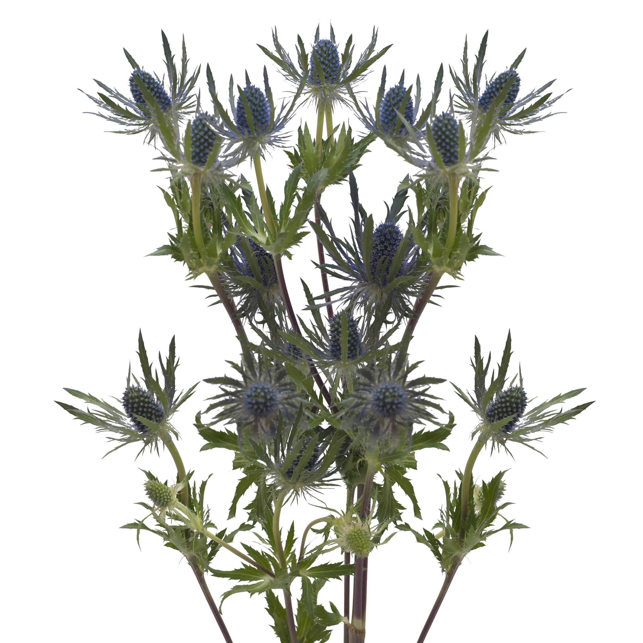 Blue Lagoon Eryngium - Farm Direct Fresh Cut Flowers - 50 Stems ...