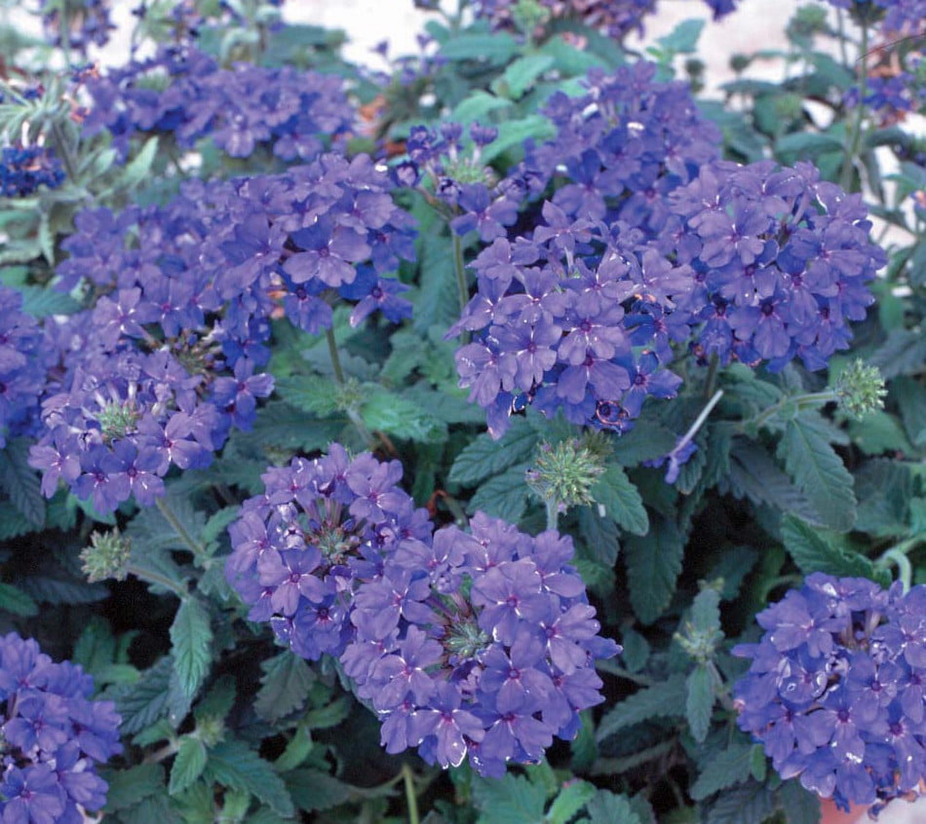 Blue Lagoon Verbena Flower Seeds - Rich Indigo Blooms with Unopened ...